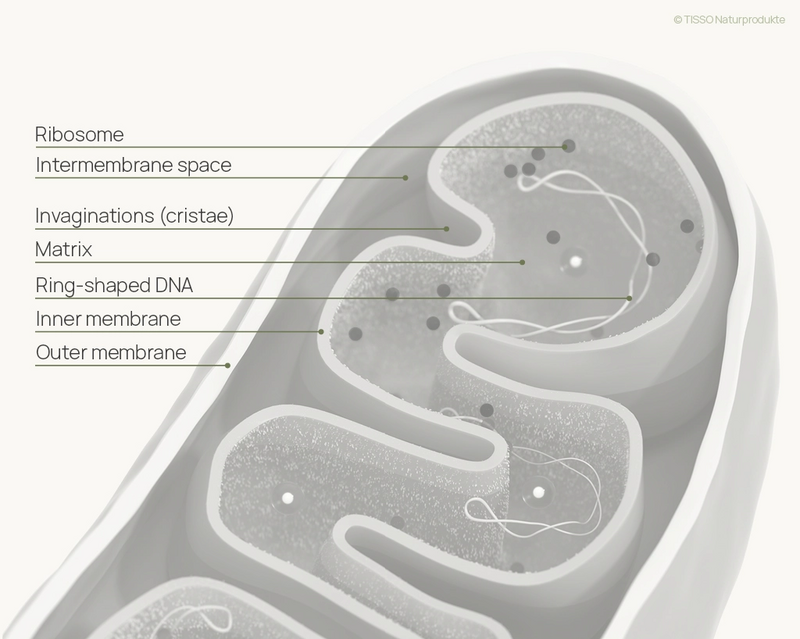 mitochondria different shapes