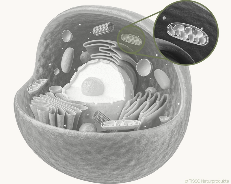 Mitochondrien ‒ Kraftwerke unserer Zellen I TISSO Naturprodukte