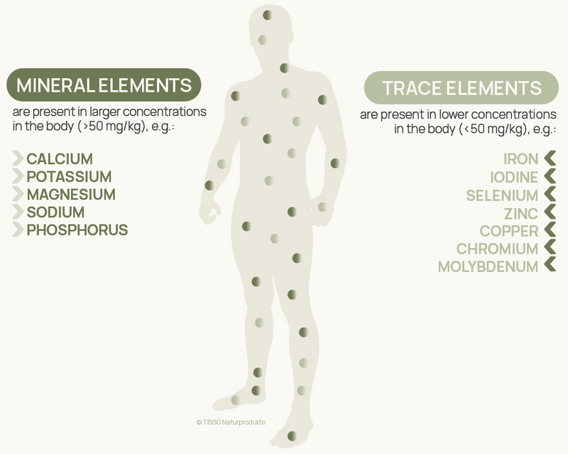 selenium mineral in body